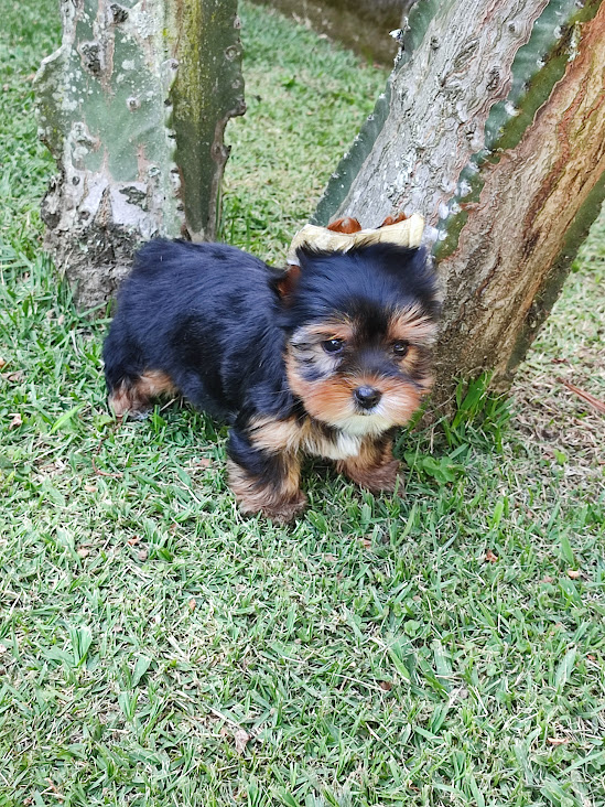 Yorkshire feminha mini – Canil Von Driels